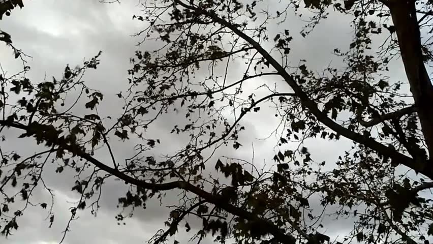 Slow Motion Tree Dance In The Wind. Stock Footage Video 32391217 ...