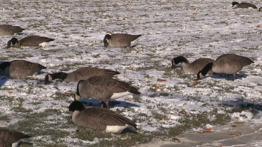 Canada Geese in the Snow Stock Footage Video (100% Royalty-free ...