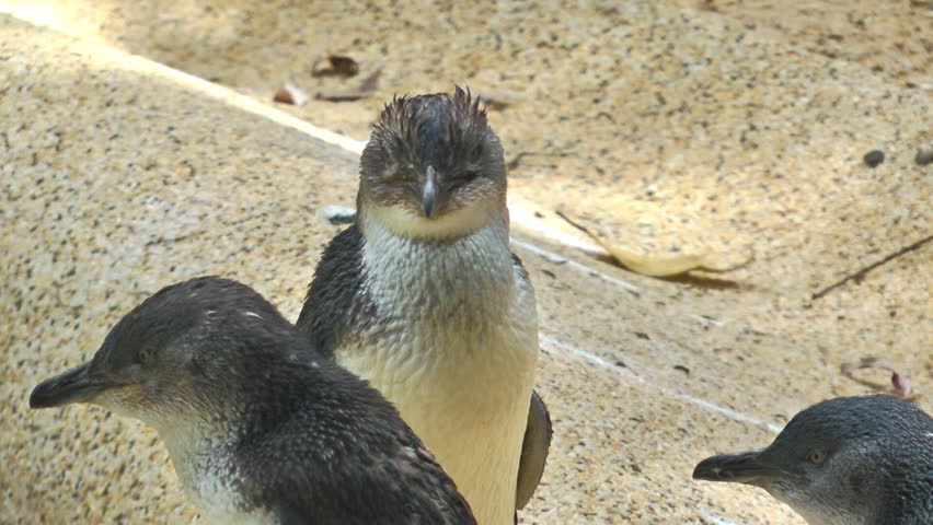 Stock video of close-up of a little fairy penguin | 3264214 | Shutterstock