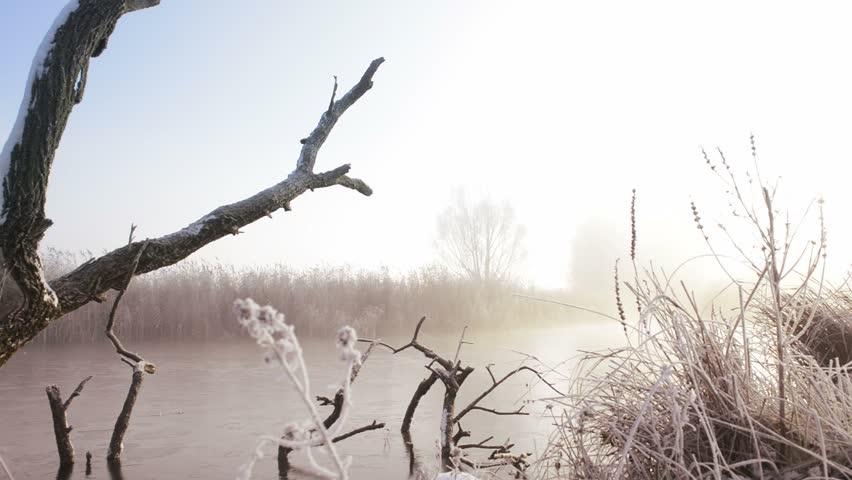 Stock Video Clip of Dead tree in a snowy winter landscape | Shutterstock
