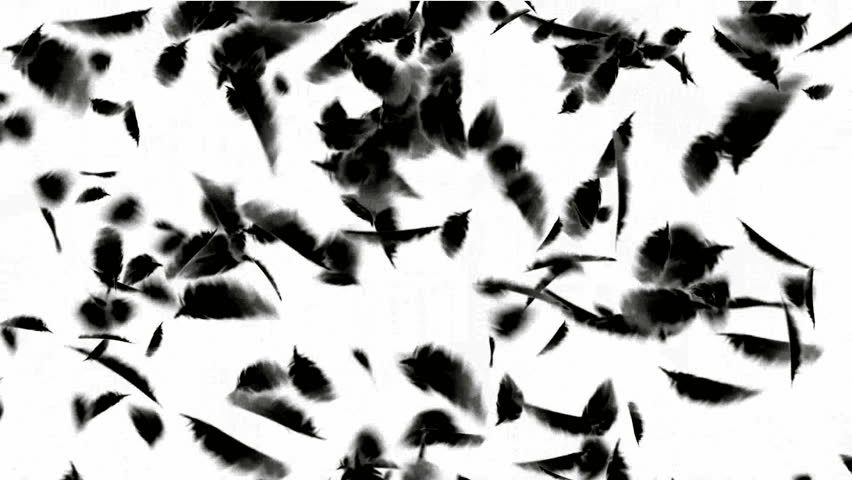 Black Bird Feathers Falling. Stock Footage Video (100% Royalty-free ...