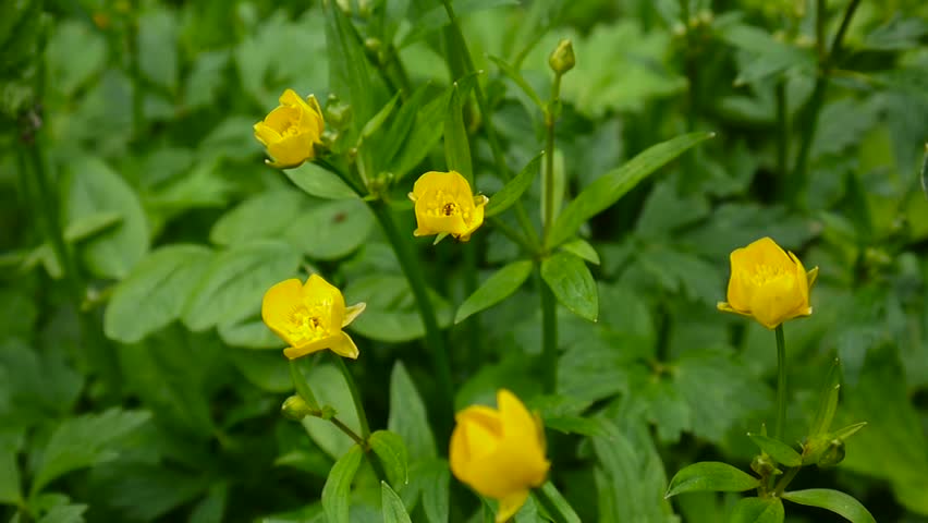 Bulbous Stock Video Footage - 4K and HD Video Clips | Shutterstock