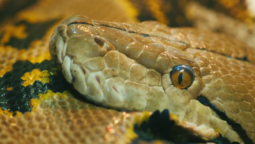 Gold Python,Reticulated Python (Python Reticulatus) Stock Footage Video ...