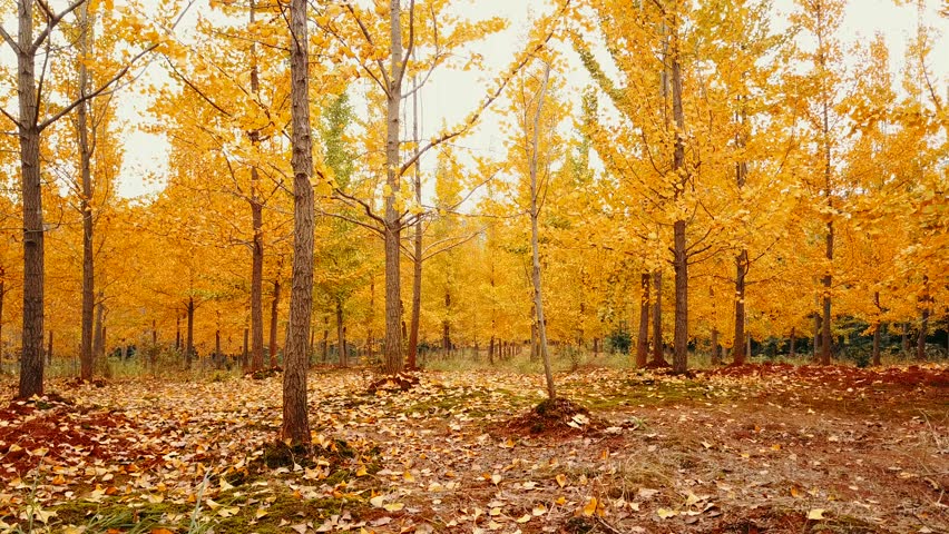 Stock video of nanchang, jiangxi, china ginkgo forest | 33364324 ...