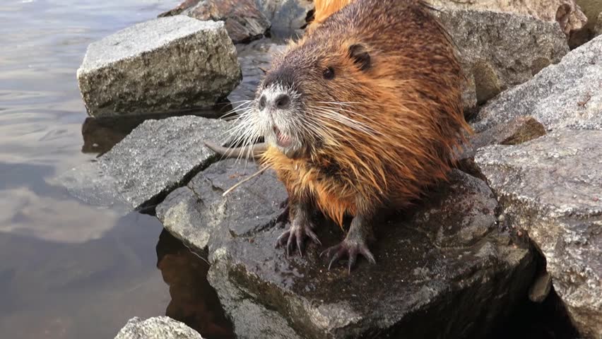 Fluffy Furry Animals Eating, Playing, Feeding And Grooming On The River ...