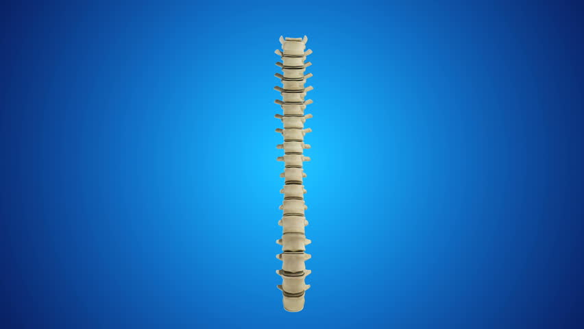 Video stock a tema Lumbar Spine Rotate Animation (100% royalty free ...