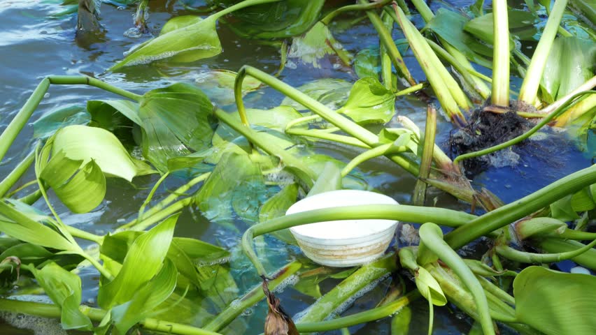 Water Hyacinth, Eichhornia Crassipes On River With 4K Resolution Stock ...