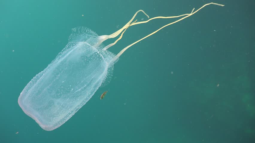 Stock video of cubozoa box jelly fish | 33511504 | Shutterstock