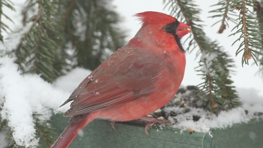 Cardinals Stock Video Footage - 4K and HD Video Clips | Shutterstock