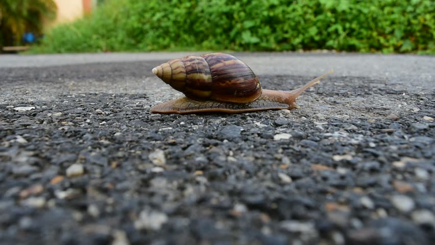 Snail Coming Out From Shell, The Other Sleep, Turbulent Flood River ...