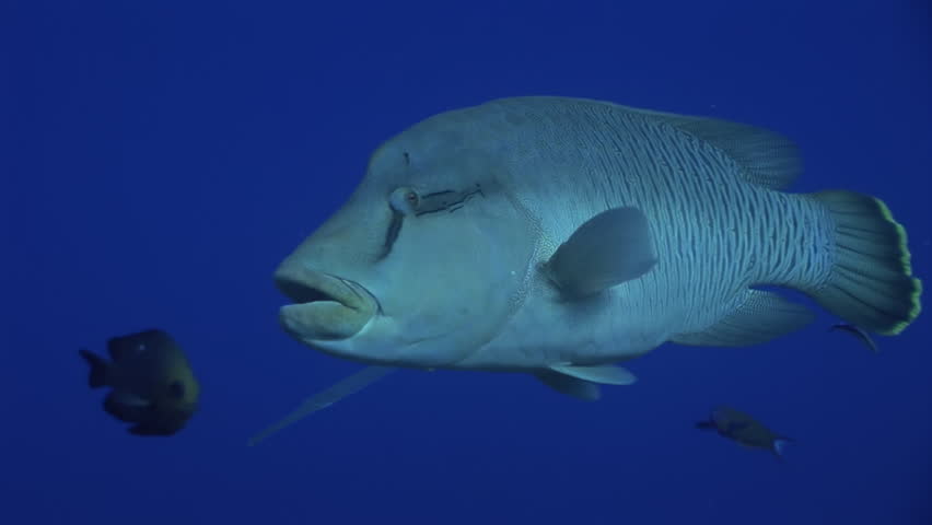 Giant Wrasse Napoleon Fish On Stock Footage Video (100% Royalty-free ...
