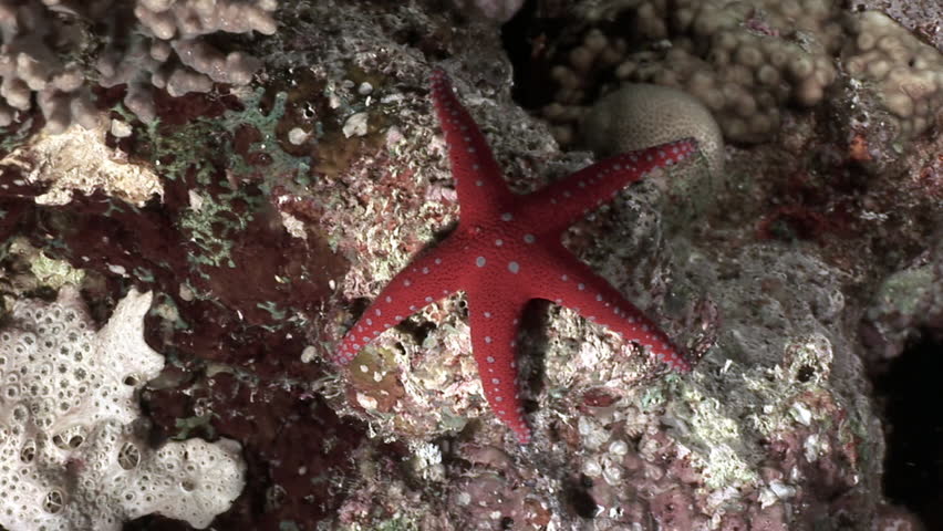Starfish Underwater Red Sea. Relax Video About Tropical Marine Animals ...