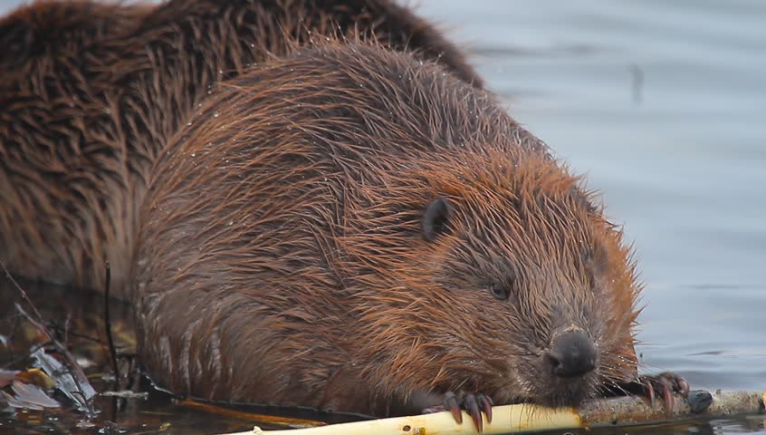 Wild Beaver Near Lake, Nature Series Stock Footage Video 3233587 ...