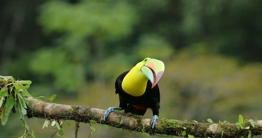 Keel Billed Toucan - Ramphastos sulfuratus image - Free stock photo ...