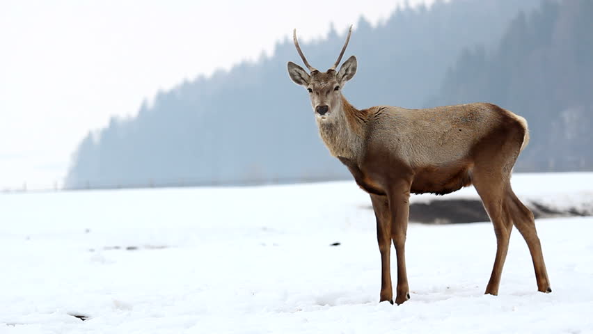 White Roe Deer Stag In Field Stock Footage Video 2659931 | Shutterstock