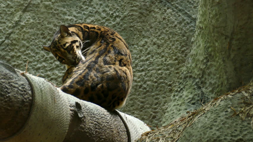 Clouded Leopard image - Free stock photo - Public Domain photo - CC0 Images