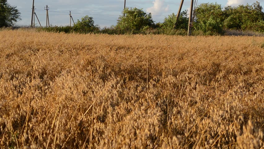 Field Of Hay In Alberta Blowing In The Wind Stock Footage Video 4235372 ...