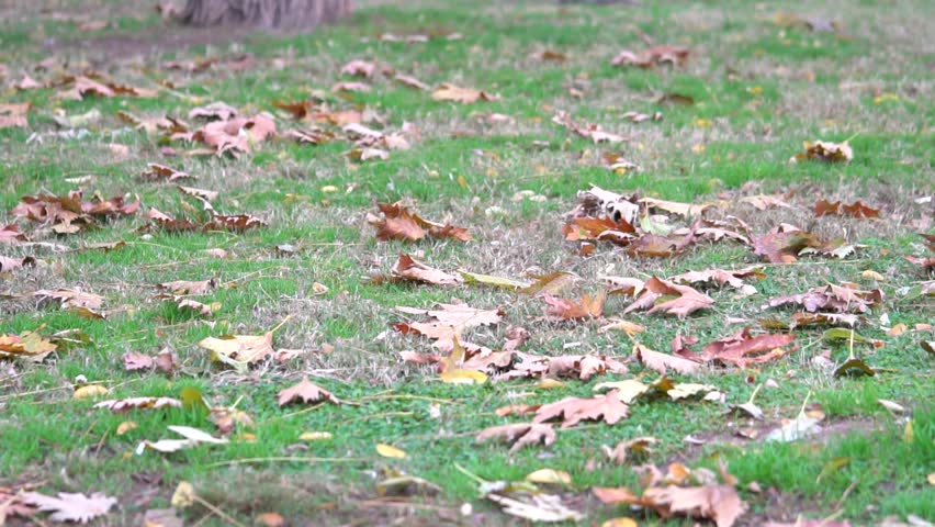 Dried Autumn Leaves Pile Blown 스톡 동영상 비디오(100% 로열티프리) 34765474 ...