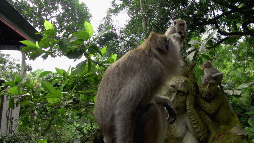 Slow Motion: Monkey Scratching Back Stock Footage Video (100% Royalty ...