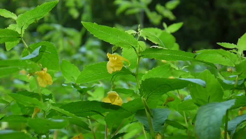 Yellow Touch-me-not Balsam Flower Petal HD Video Static Camera ...