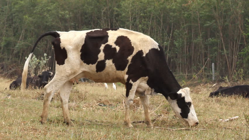 Cow Defecating Stock Footage Video (100% Royalty-free) 3501044 ...