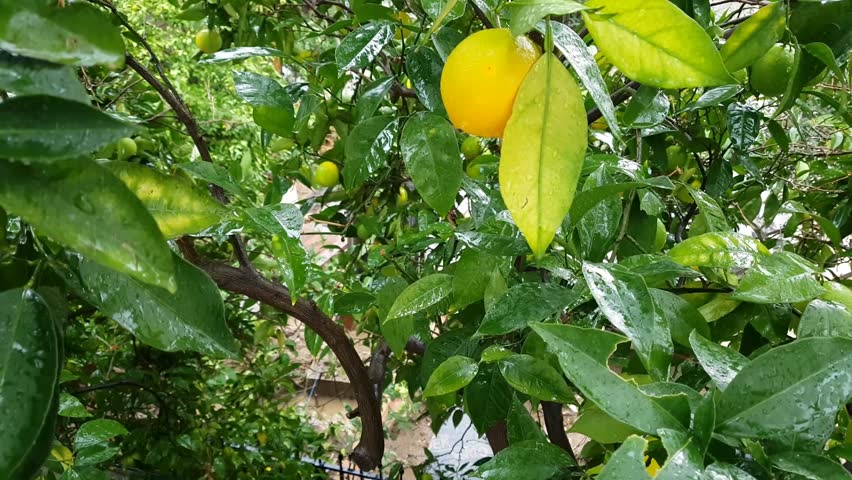 Orange Tree Under Rain, Closeup. Stock Footage Video 35064406 ...