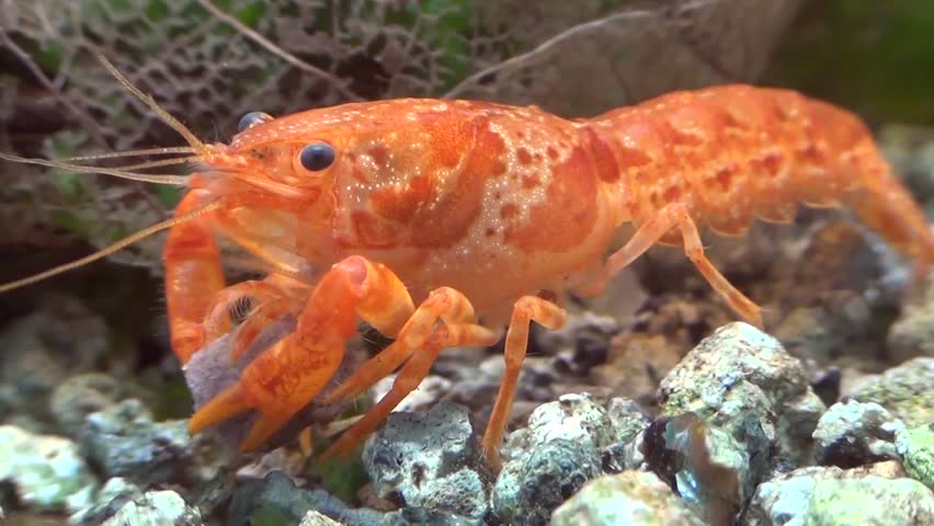Orange Dwarf Crayfish Stock Footage Video 3521432 | Shutterstock