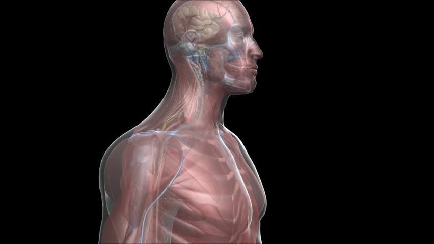 Semi Transparent Human Man Anatomical Model Showing Interanal Organs ...