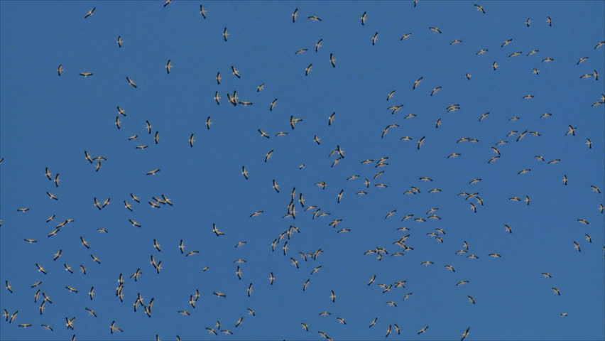 Stock video of large flock of white storks | 3625454 | Shutterstock