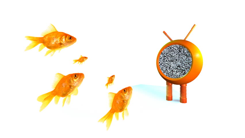 Fish Watch a Tv Stock Footage Video (100% Royalty-free) 3667124 ...
