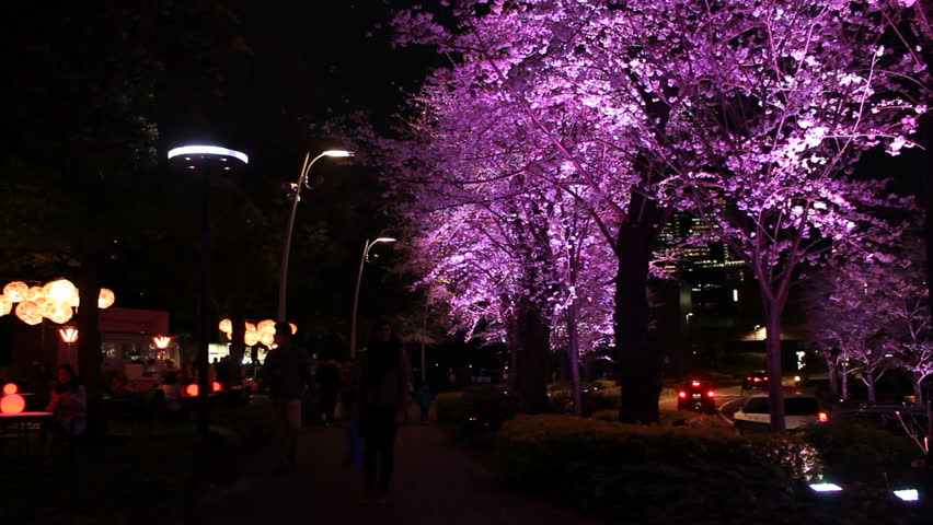 Cherry Blossoms Trees at Night Stock Footage Video (100% Royalty-free ...