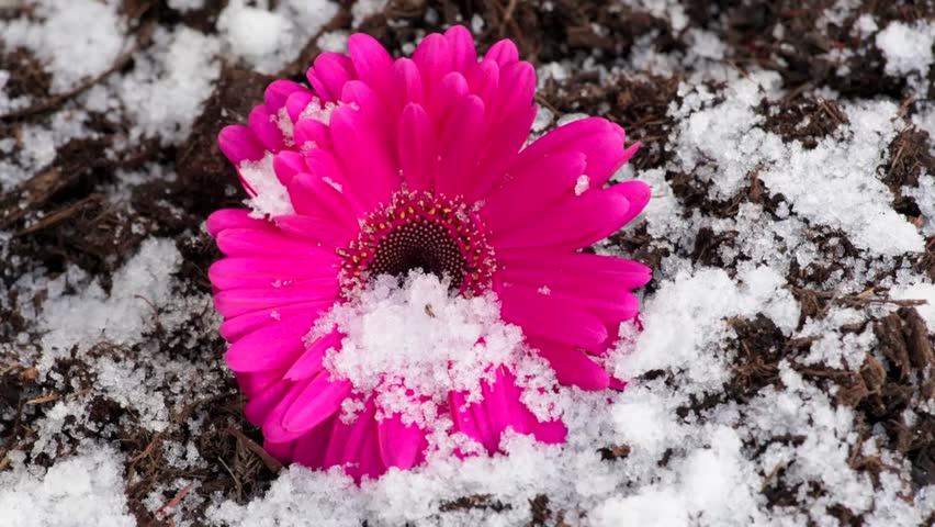 Snowdrop Flowers And Melting Snow - Timelapse Stock Footage Video ...