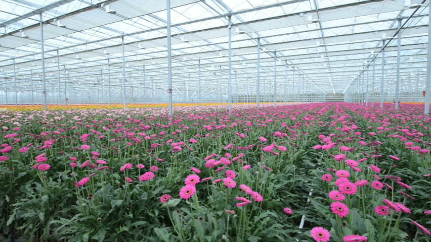 Video de stock de gerberas in greenhouse | 3811274 | Shutterstock