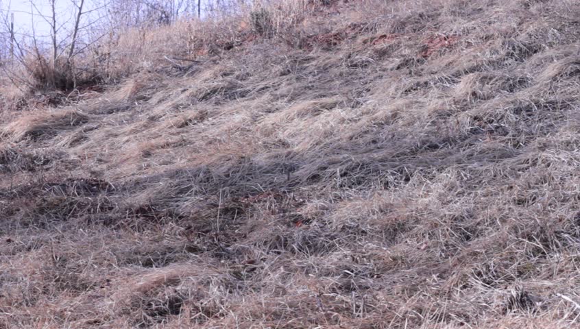 Bullets Hit the Grass and Stock Footage Video (100% Royalty-free ...