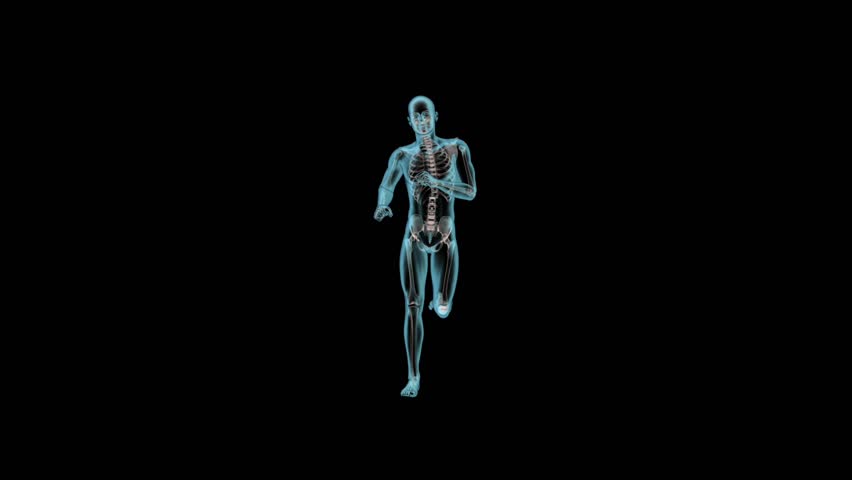 Human Body X-ray Scan With Visible Respiratory System 3d Render Stock ...