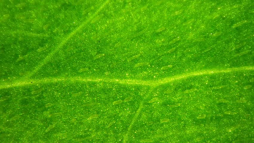 Plant Leaf Under Microscope, Magnification Stock Footage Video (100% ...