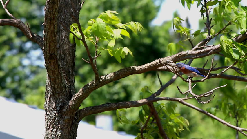 A Vividly Blue Eastern Blue Stock Footage Video (100% Royalty-free ...
