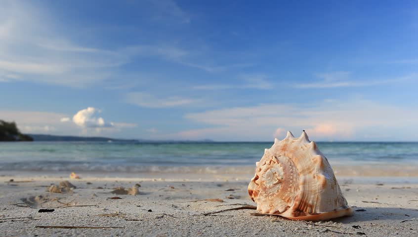 Seashell On Tropical Beach, Philippines, Boracay Stock Footage Video ...