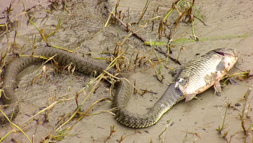 Snake in Action Stock Footage Video (100% Royalty-free) 4170514 ...