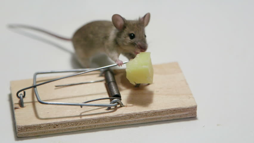 White Mouse Sniffing At A Piece Of Cheese In Mousetrap Stock Footage ...
