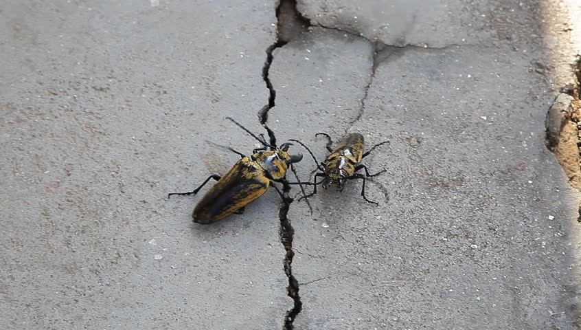 Stock video of two insect longicorn fighting each other | 4325714 ...