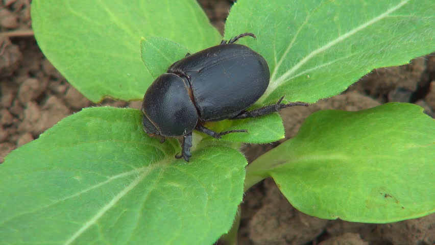 Bug Walking On Harvest In An Agriculture Field, Beetle Crawling, Macro ...