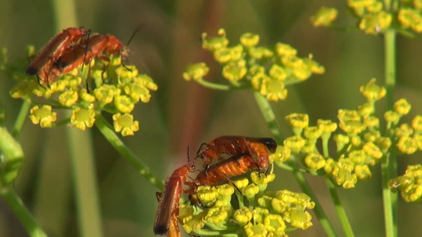 Stock video of brown summer beetle insect group on | 4402934 | Shutterstock
