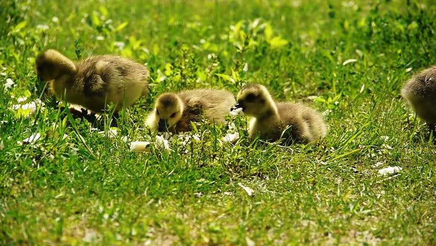 Little Ducklings Eating Crumbs and Stock Footage Video (100% Royalty ...