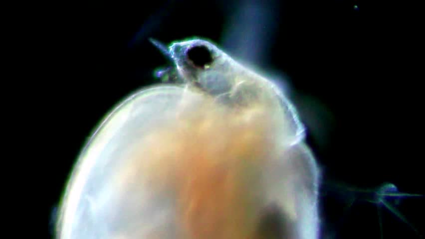 Water Flea Daphnia Bugguidenet