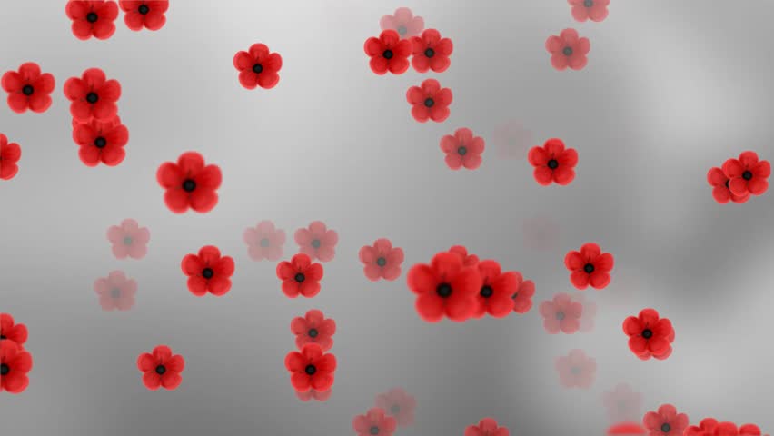 Poppy Flower Animation Background Loop Stock Footage Video (100% ...