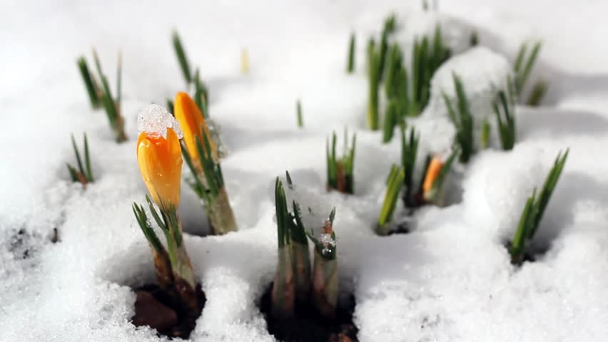 Violet Crocus On A Snowed Field Announcing The Winter End And Spring ...
