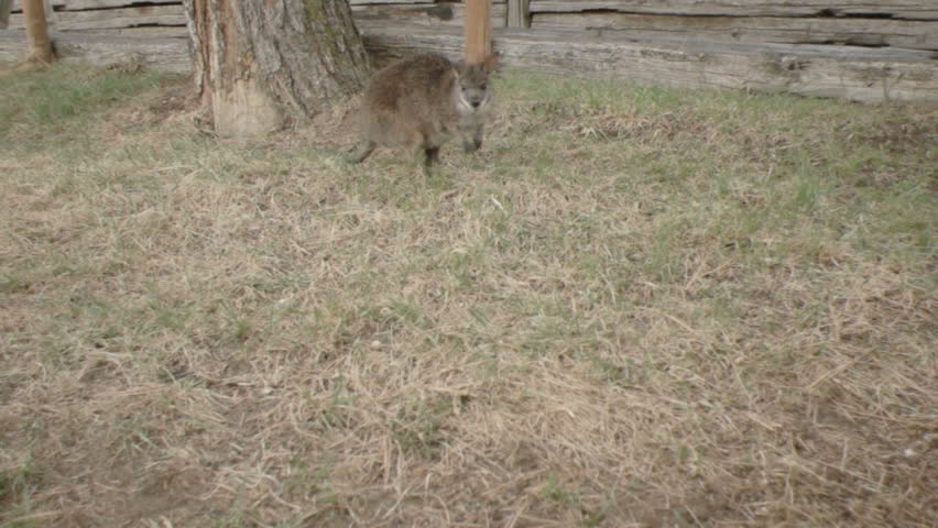 Wallaby Kangaroo Eating Grass Stock Footage Video (100% Royalty-free) 4473194 | Shutterstock