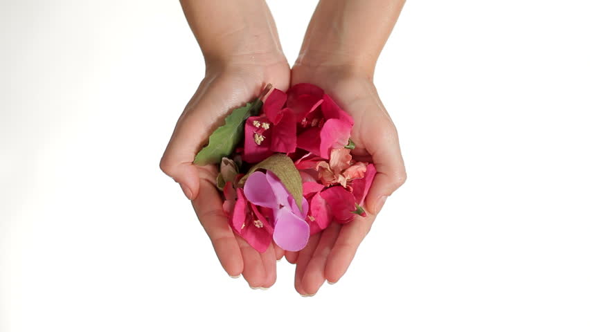 Stock Video Clip of Hands Dropping Pink Flowers on white background ...