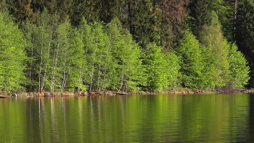 Stock video of splendid scenery, spring green forest reflect | 4519544 ...
